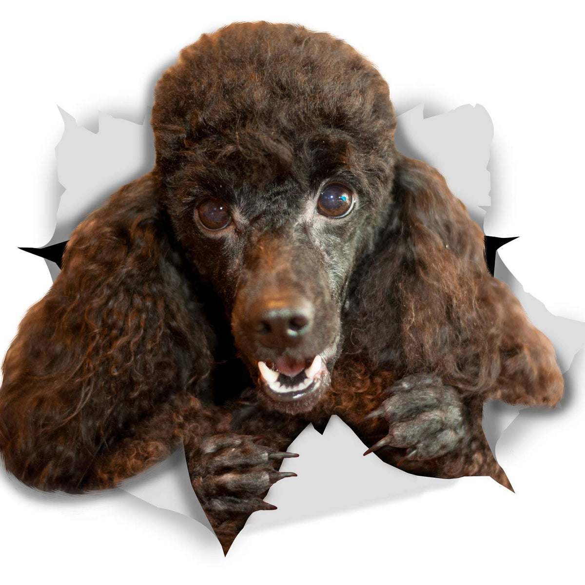 Winston & Bear 3D Dog Stickers - 2 Pack - Happy Black Poodle For Wall ...