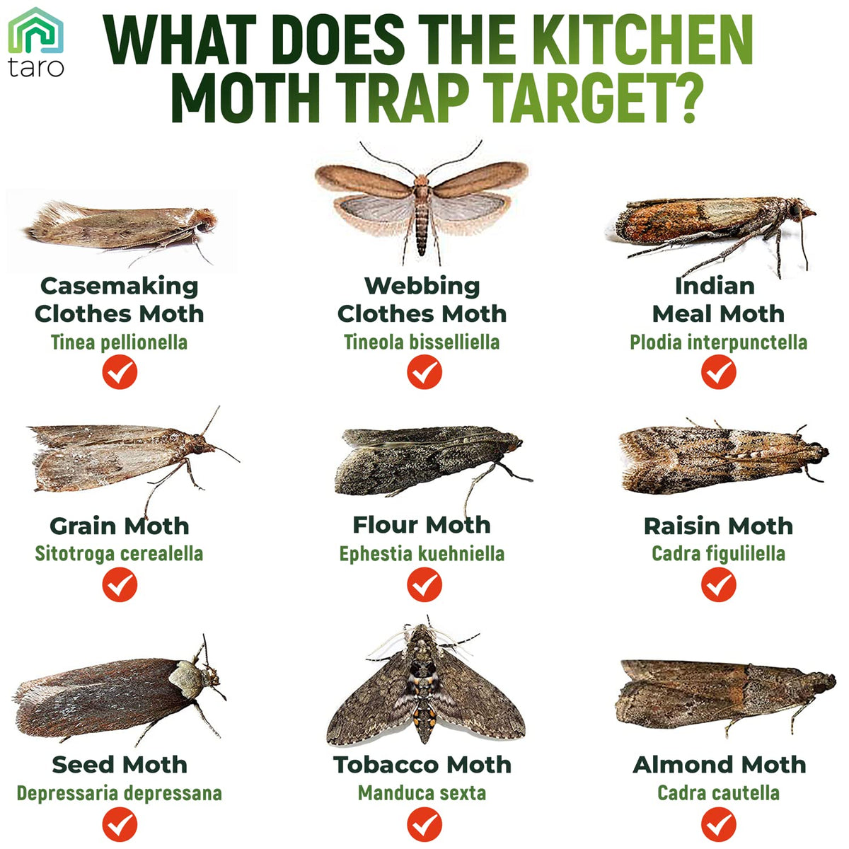 Taro 6-Pack Maximum Strength Pantry Moth Traps, Pantry Moth Killer, Mo ...