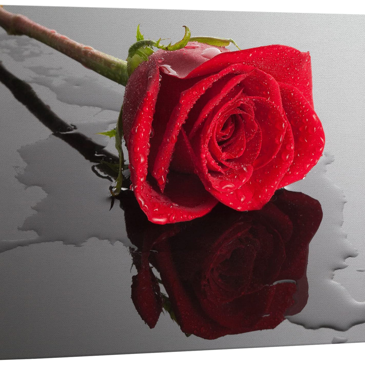 Wall26 Canvas Print Wall Art Red Rose Close Up With Water Floral Botan ...