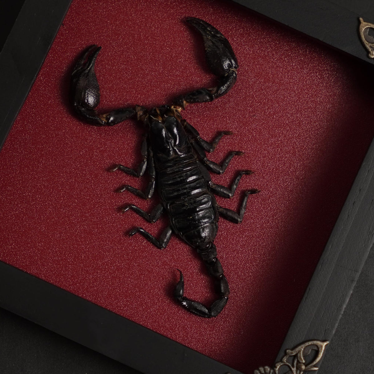 Real Giant Scorpion Framed Dried Beetle Shadow Box Entomology Wooden I ...