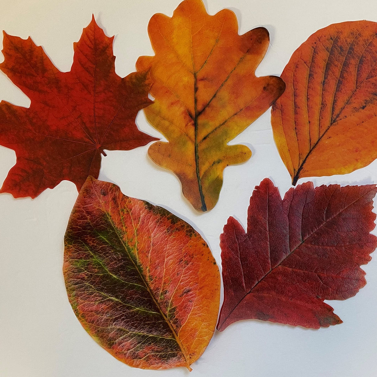 Parchment Paper Leaves For Cheese & Charcuterie Boards - Sisson Distri ...