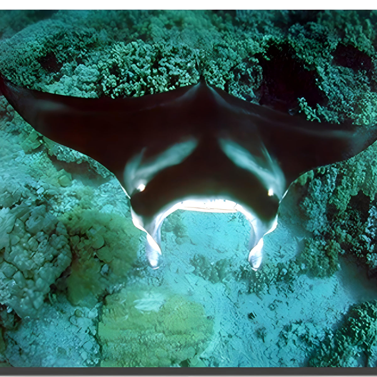 Underwater Ocean Animal Manta Ray Sea Life Nature Underwater Wall Deco ...